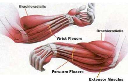 Difference Between Flexor And Extensor Muscles Compare The Difference ...