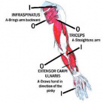 TRICEPS STRAIN SYMPTOMS - Muscle Pull | Muscle Pull