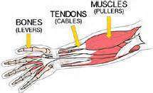 CONDITIONING FOREARM TENDONITIS - Muscle Pull | Muscle Pull